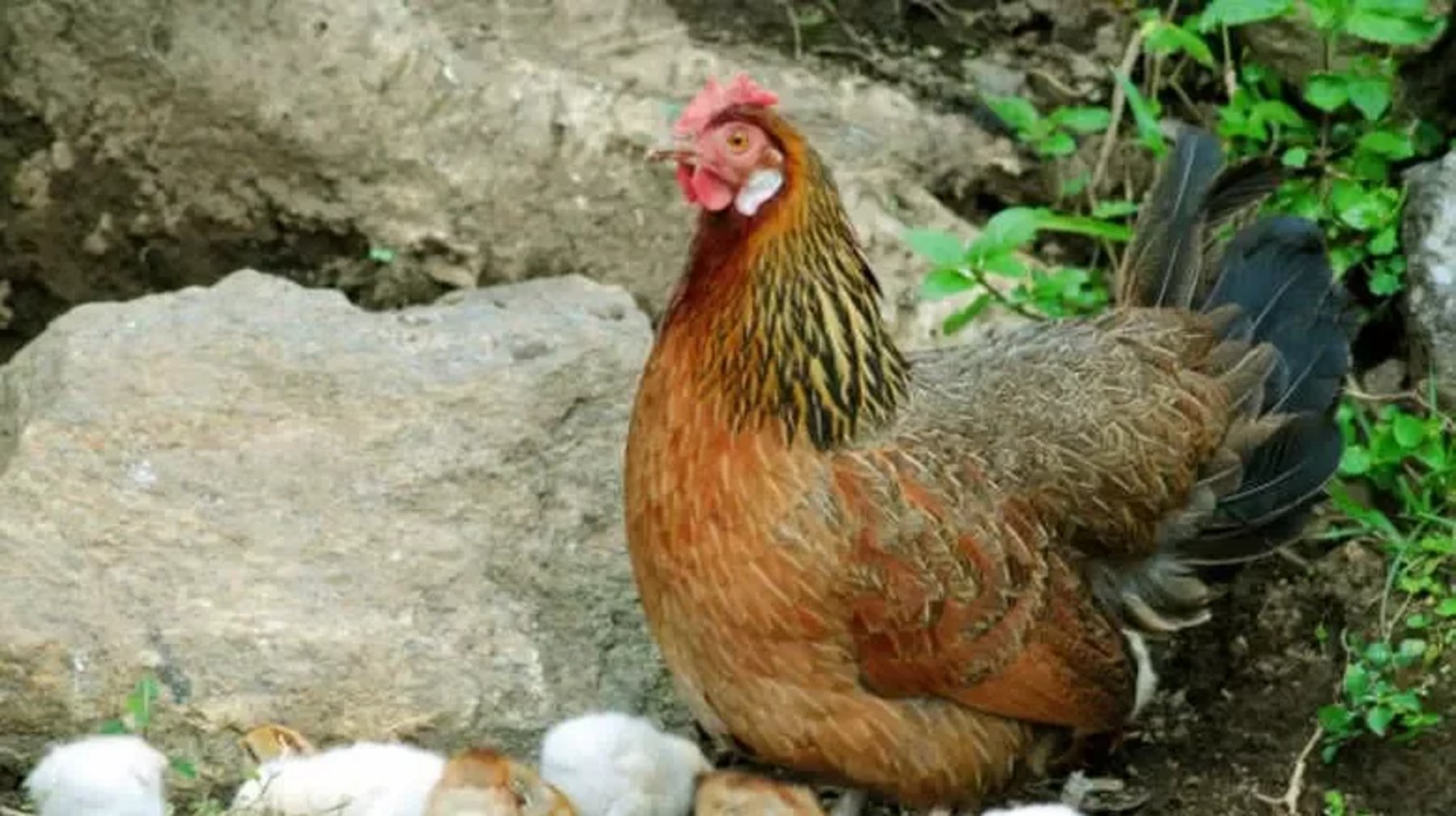 Lightning Round: Nobody Here But Us Chickens | Food Digital