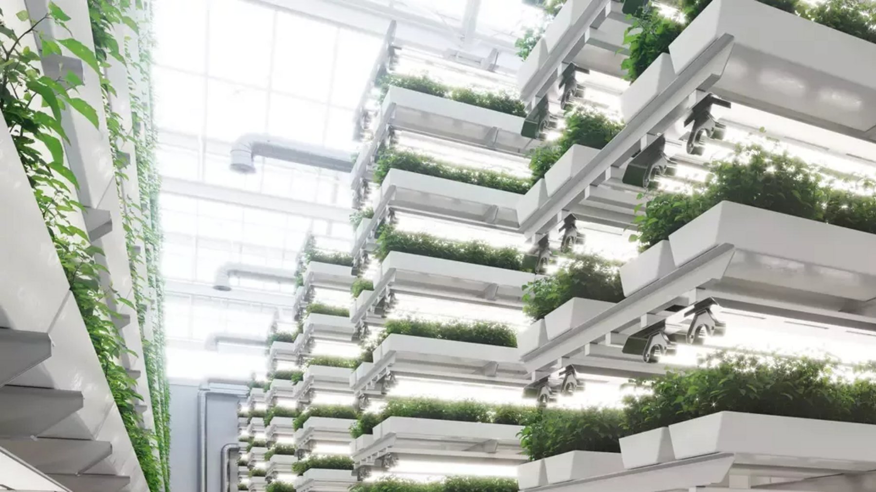 Infarm Develops Second Vertical Plant Growing Facility | Food Digital