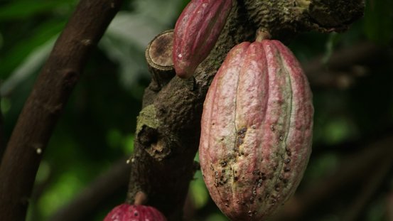 Mars | Supply Chain Magazine