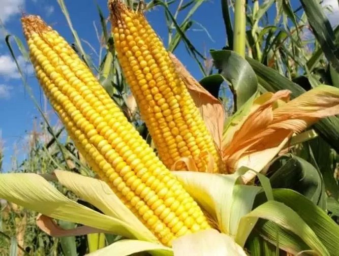 [INFOGRAPHIC] How the Corn Market is Changing | Food and Drink Digital