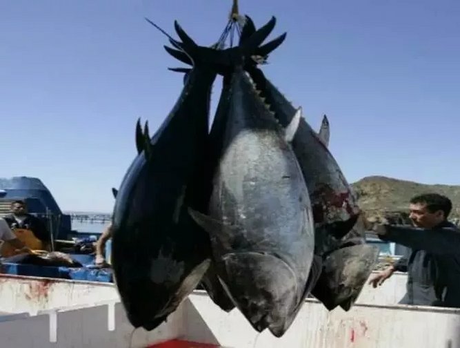 Radioactive Japanese Tuna Found off California Coast | Energy Magazine