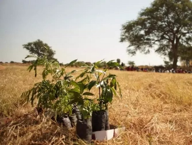 Timberland to plant 50 million trees over next five years | Business ...