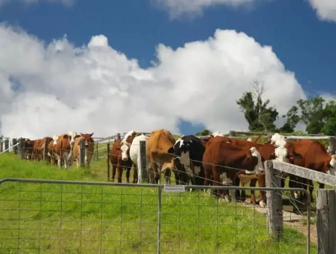 JAEPA Could Spell Good Times Ahead for Australian Beef | Food and Drink ...