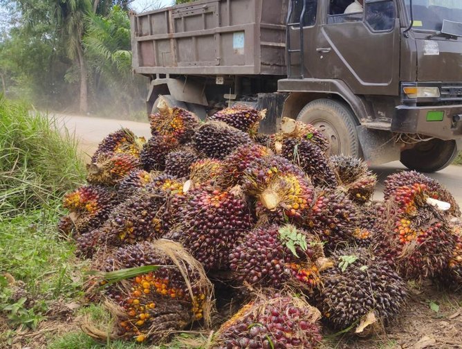 Unilever adopts crowdsourcing for palm oil transparency | Procurement ...