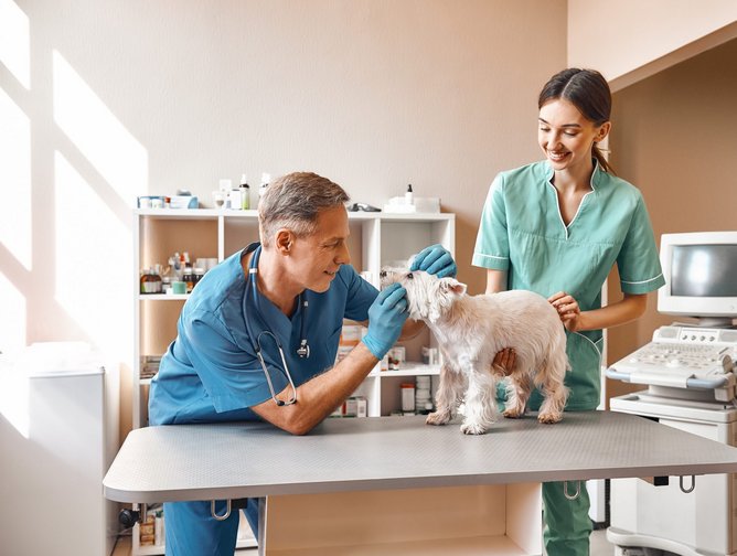 UK pet Insurtech startup Napo raises US$17.7 in Series A | InsurTech ...