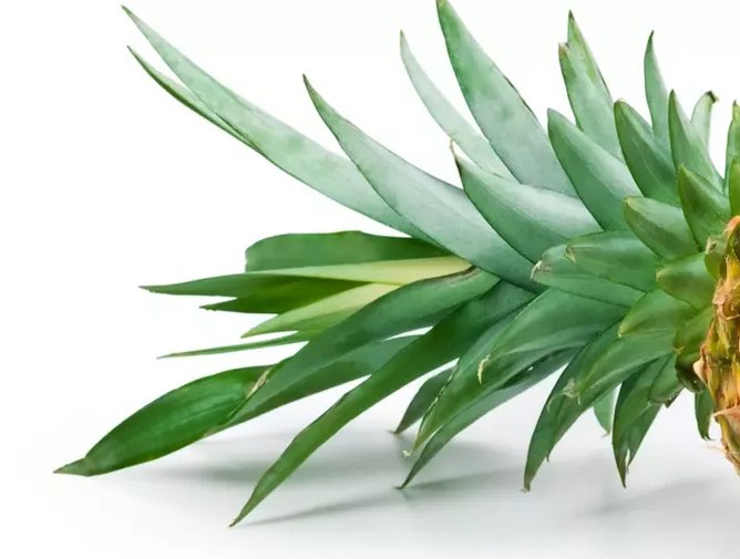 Horticorp’s pineapple procurement drive | Procurement Magazine