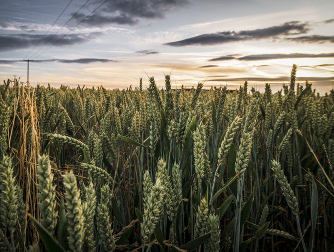 Global Field IDs seek to increase resilience of food chain ...