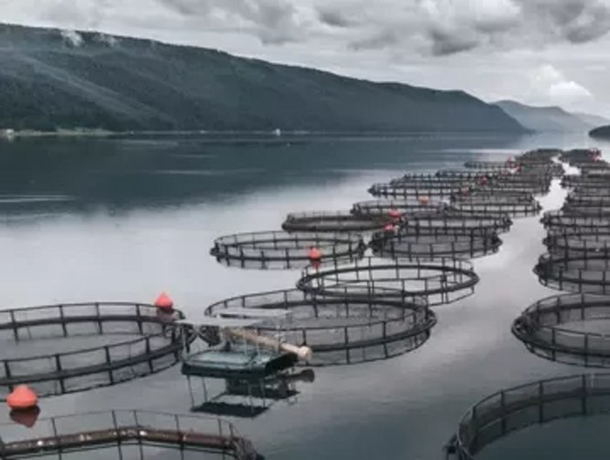 Mars Petcare 81% toward its sustainable fish sourcing goal | Food and ...