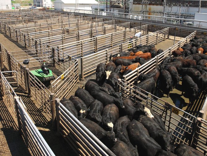Cargill develops industry-first robotic cattle herder to improve animal ...