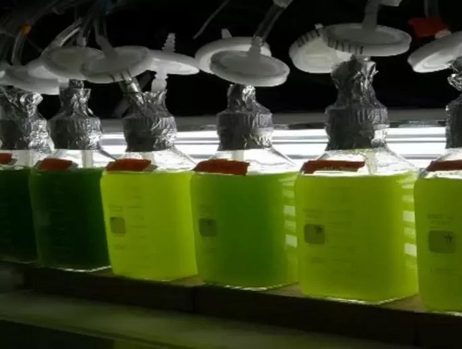 OriginOil to Establish Standards for Algal Biomass | Energy Magazine