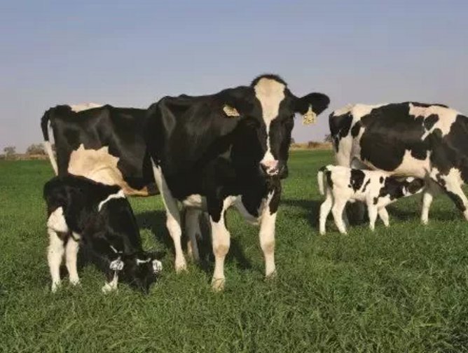 Zambeef invests KS5.4 million in new dairy facilities | Business Chief ...