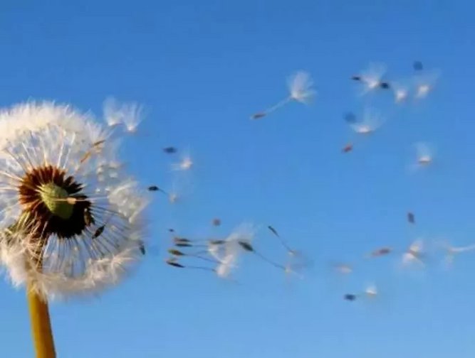 Wind can spread microbes and diseases around the world | Healthcare Digital
