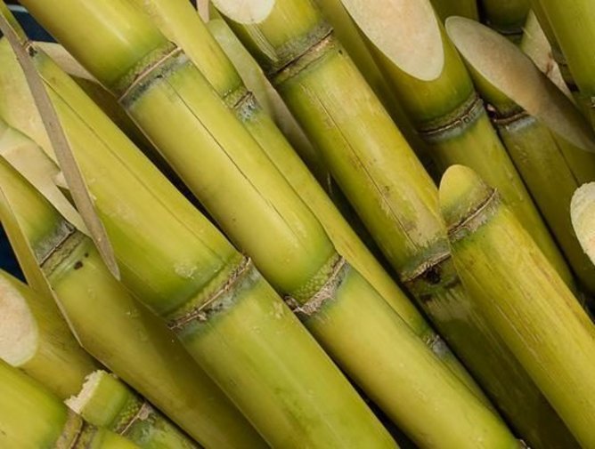 AB Sugar launches first sustainability report | Energy Digital