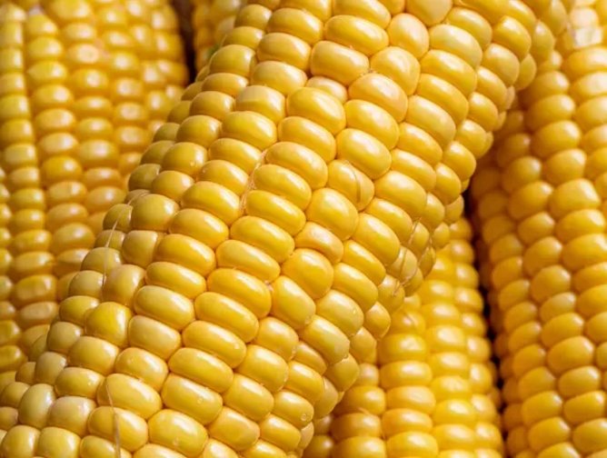 Agritech GMO corn hybrid trials in China | Food and Drink Digital