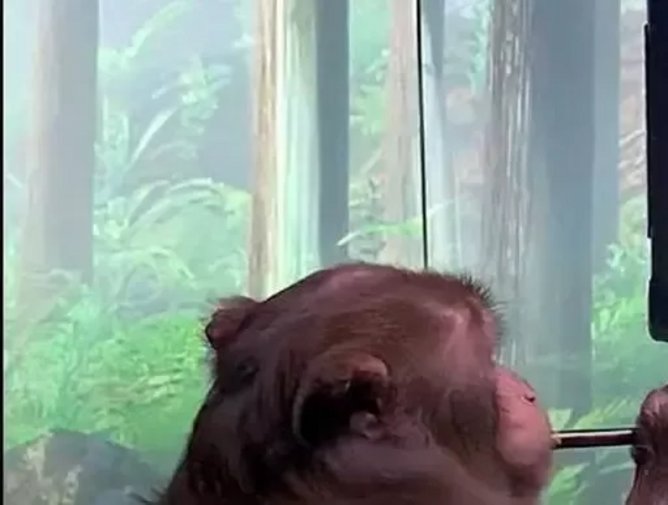 How Neuralink taught a monkey to play Pong with its mind | Technology ...