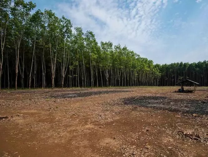 Komatsu partners with Green Forests Work for deforestation project ...