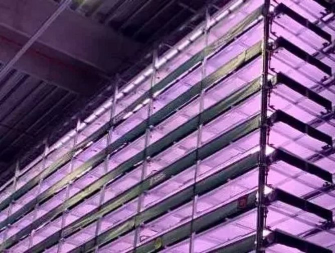 Europe’s largest vertical farm completes first phase | Construction Digital