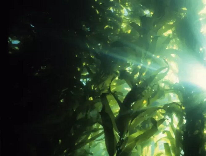 Seaweed forests and the ocean’s double-edged carbon sword ...