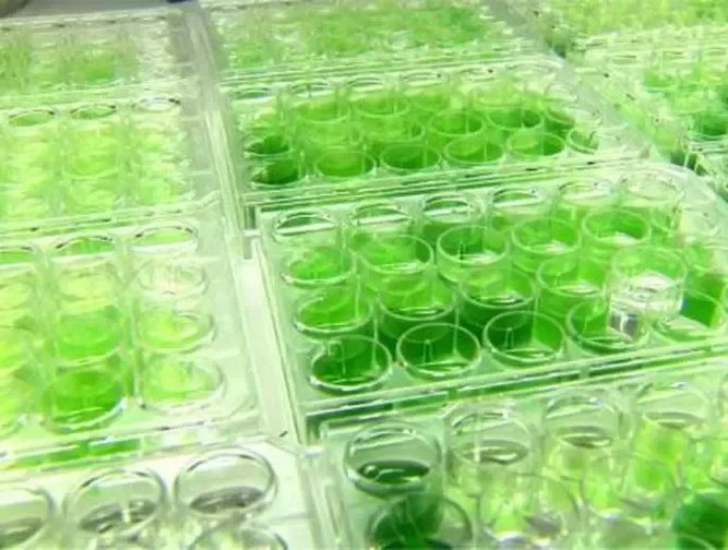 Biofuels Industry Ramps up Production | Energy Magazine