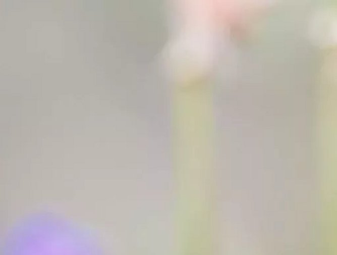 Host in Ireland launches DCs for Bees Pollinator Plan | Data Centre Magazine