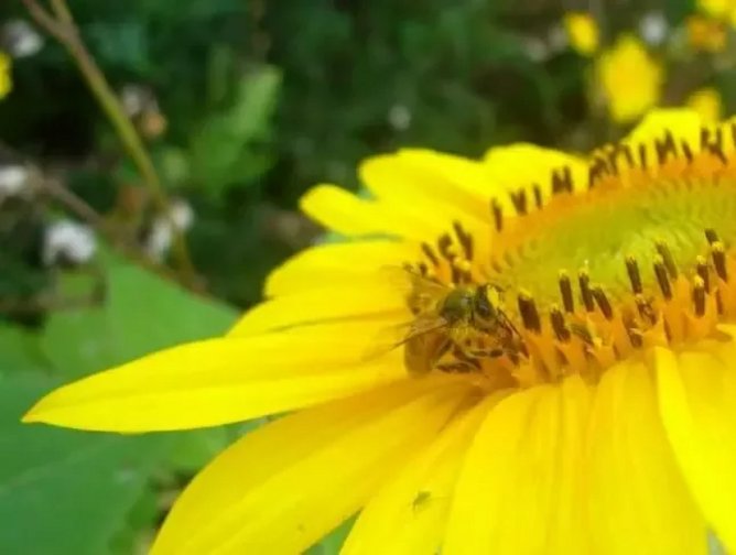 The science behind bee vectoring technology | Business Chief North America