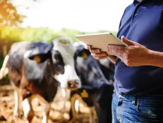 Tyson Fresh Meats implements IdentiGen DNA technology for beef supply ...