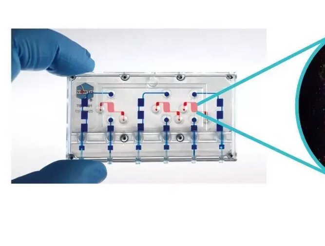 The future of drug development: organ-on-chips | Healthcare Digital