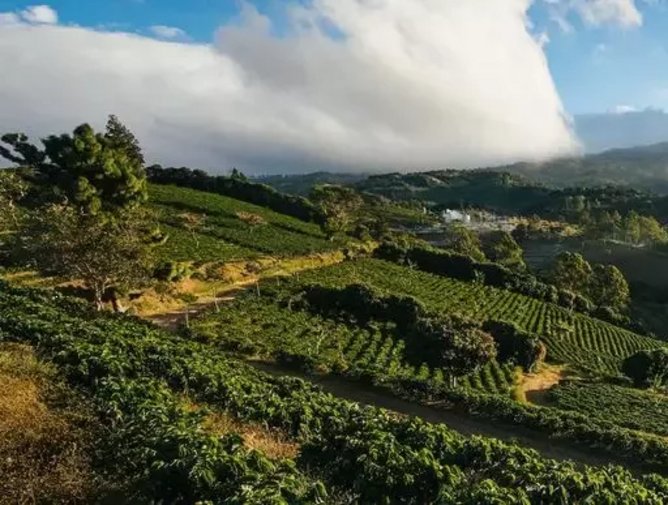 Starbucks commits to meeting environmental goals by 2030 | Procurement ...