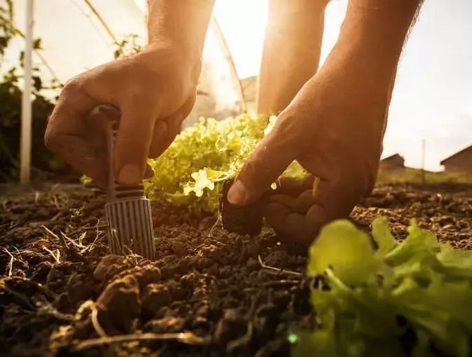 BASF finalise purchase of Bayer’s vegetable seeds business ...