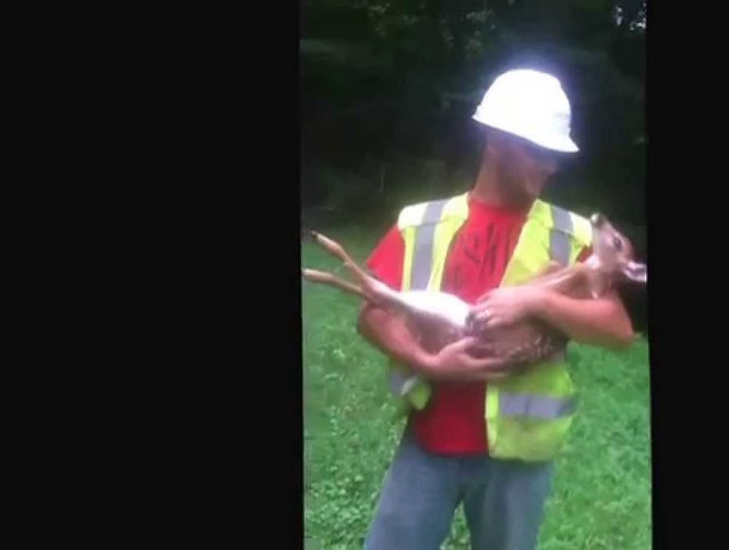 Construction Workers Rescue Fawn, Become Attached | Construction Digital
