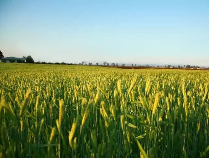 Vietnam opens new malt factory to supply Heineken and Carlsberg with ...