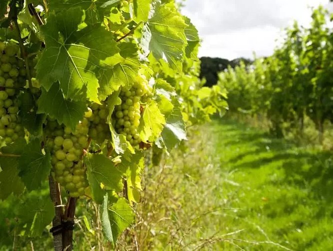 UK winemakers toast record year | Food and Drink Digital