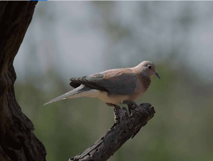 Google Pixel's Digital Dawn Choruses Drive Sustainability ...